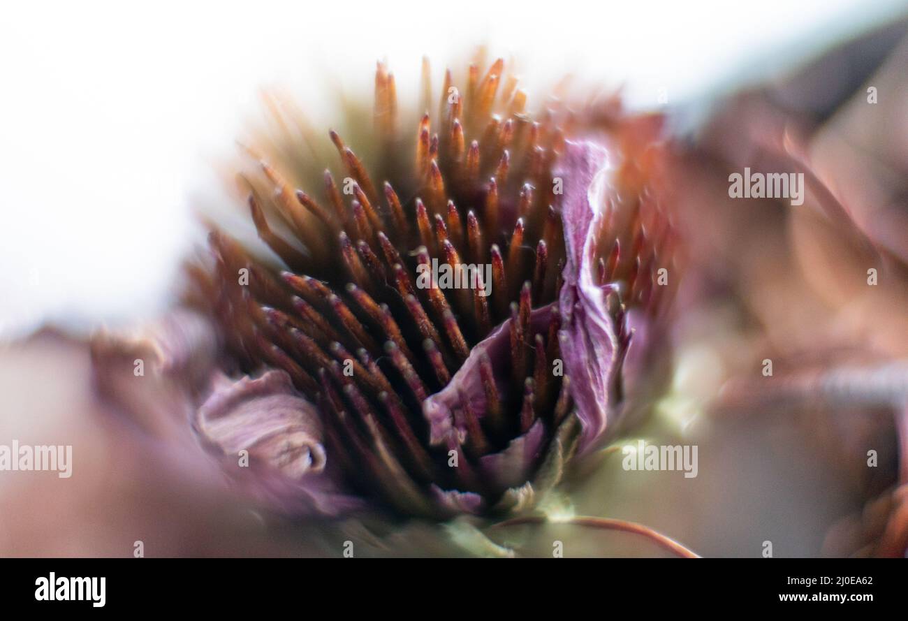 medicinal mixes from herbs, roots and flowers. Traditional medicine for ...