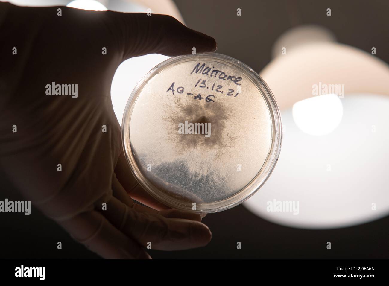 mushroom mycelium on a petri dish. Reservation and selection of fungal mycelium in the ...