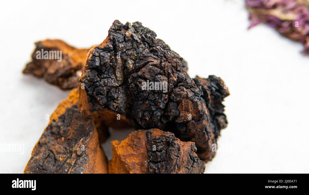 wild chaga collected on birch trees. Useful mushroom supplements for a ...