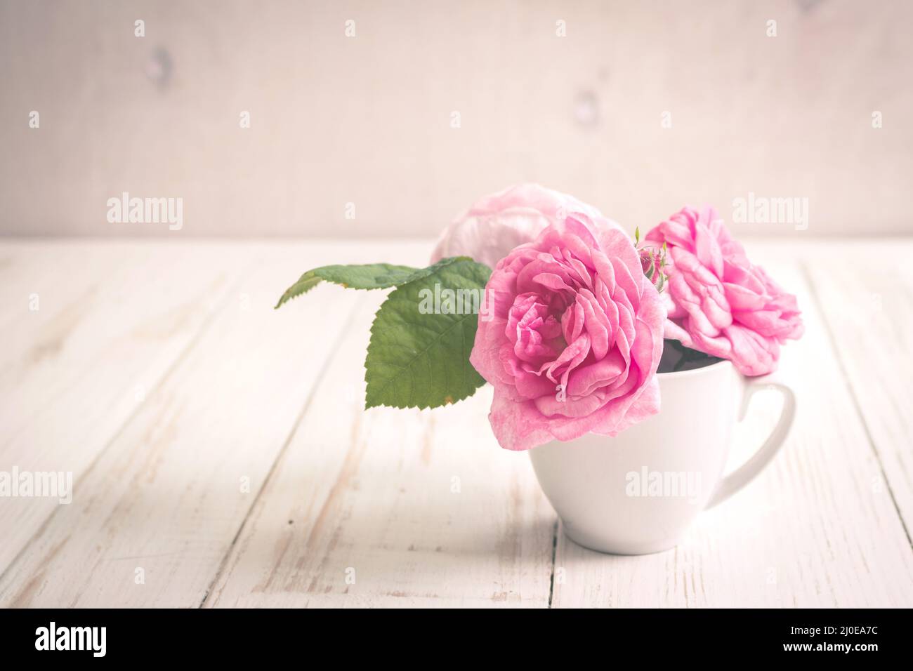 Pink tea roses on a white wooden background Stock Photo - Alamy