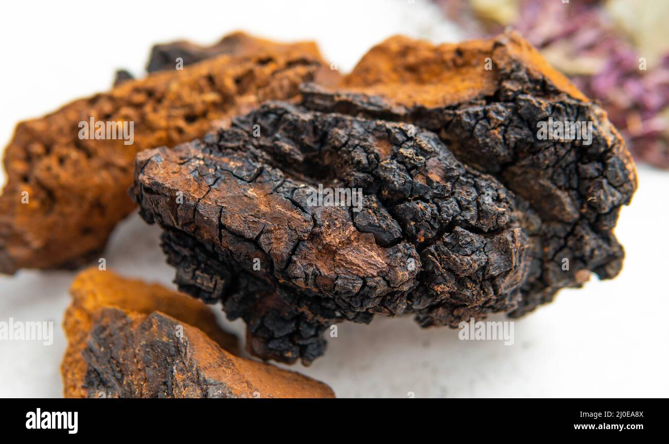 wild chaga collected on birch trees. Useful mushroom supplements for a ...
