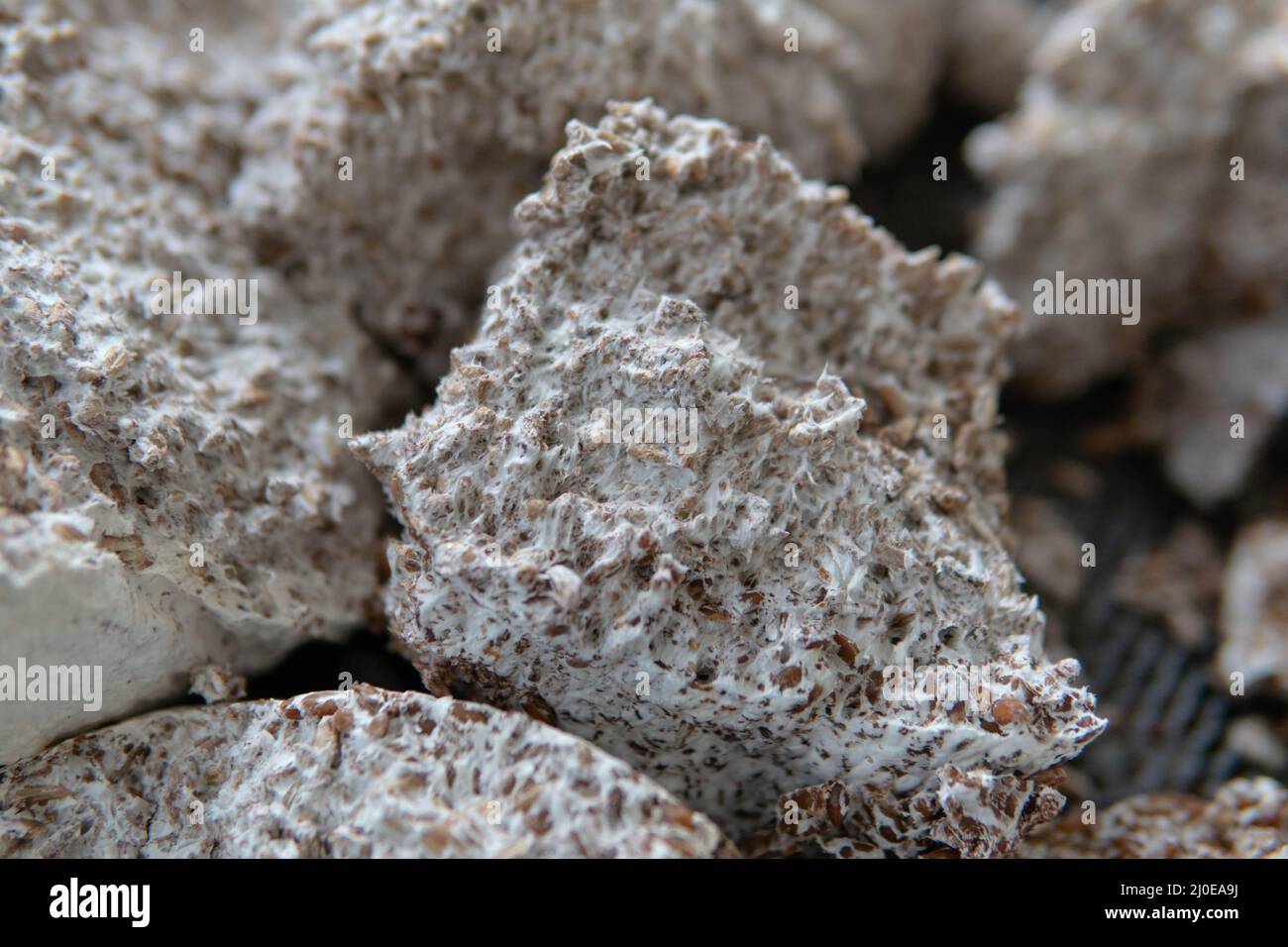 mushroom culture with grain of rye. The therapeutic effect of taking ...