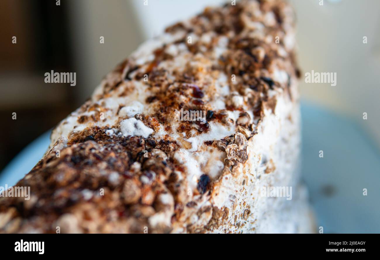 Growing Shiitake Mushrooms at Home Stock Photo - Alamy