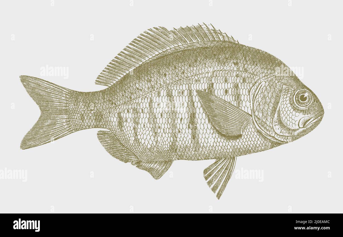 Barred surfperch amphistichus argenteus, marine fish in side view Stock ...