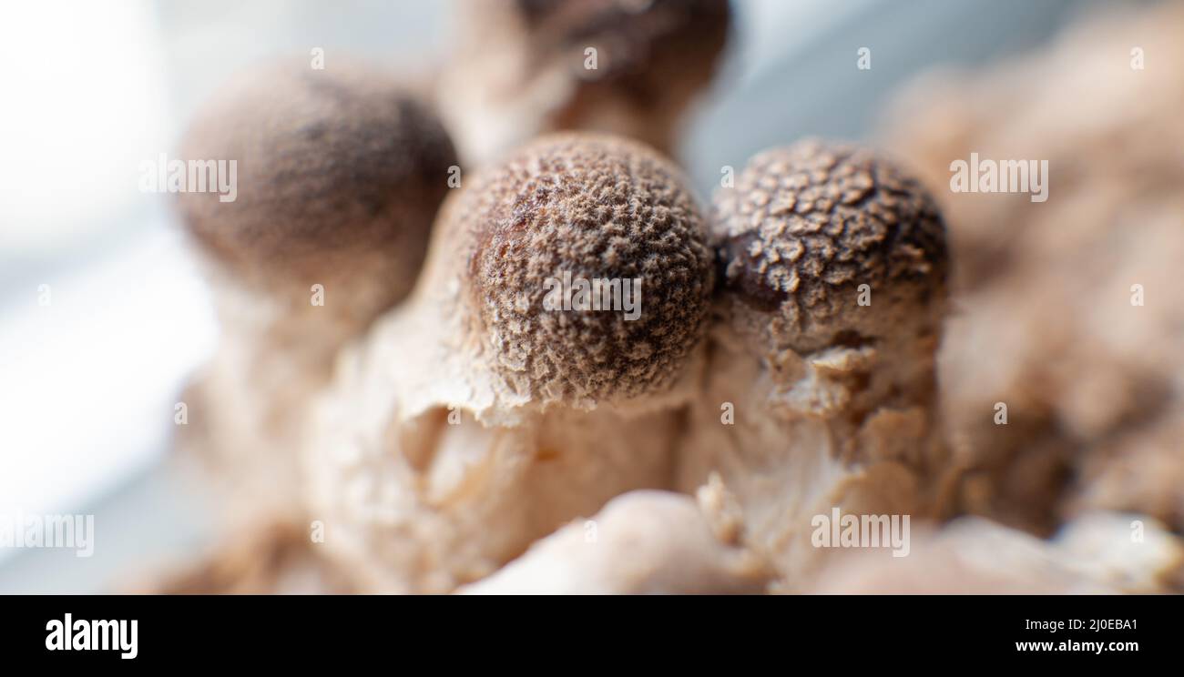 cultivation of shiitake mushrooms. Growing mushrooms at home Stock ...