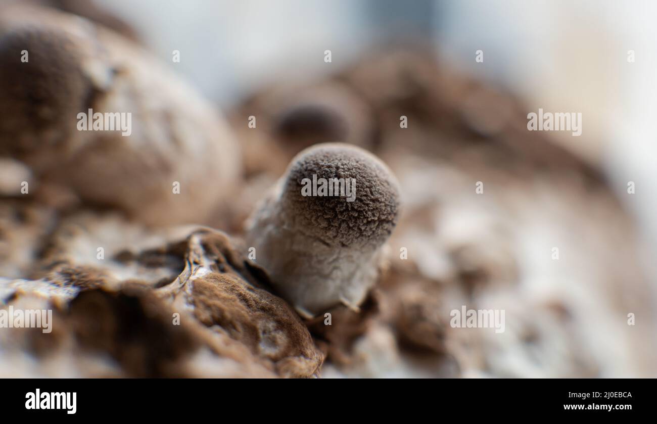 Shiitake Mushroom growing (Lentinula edodes Stock Photo - Alamy