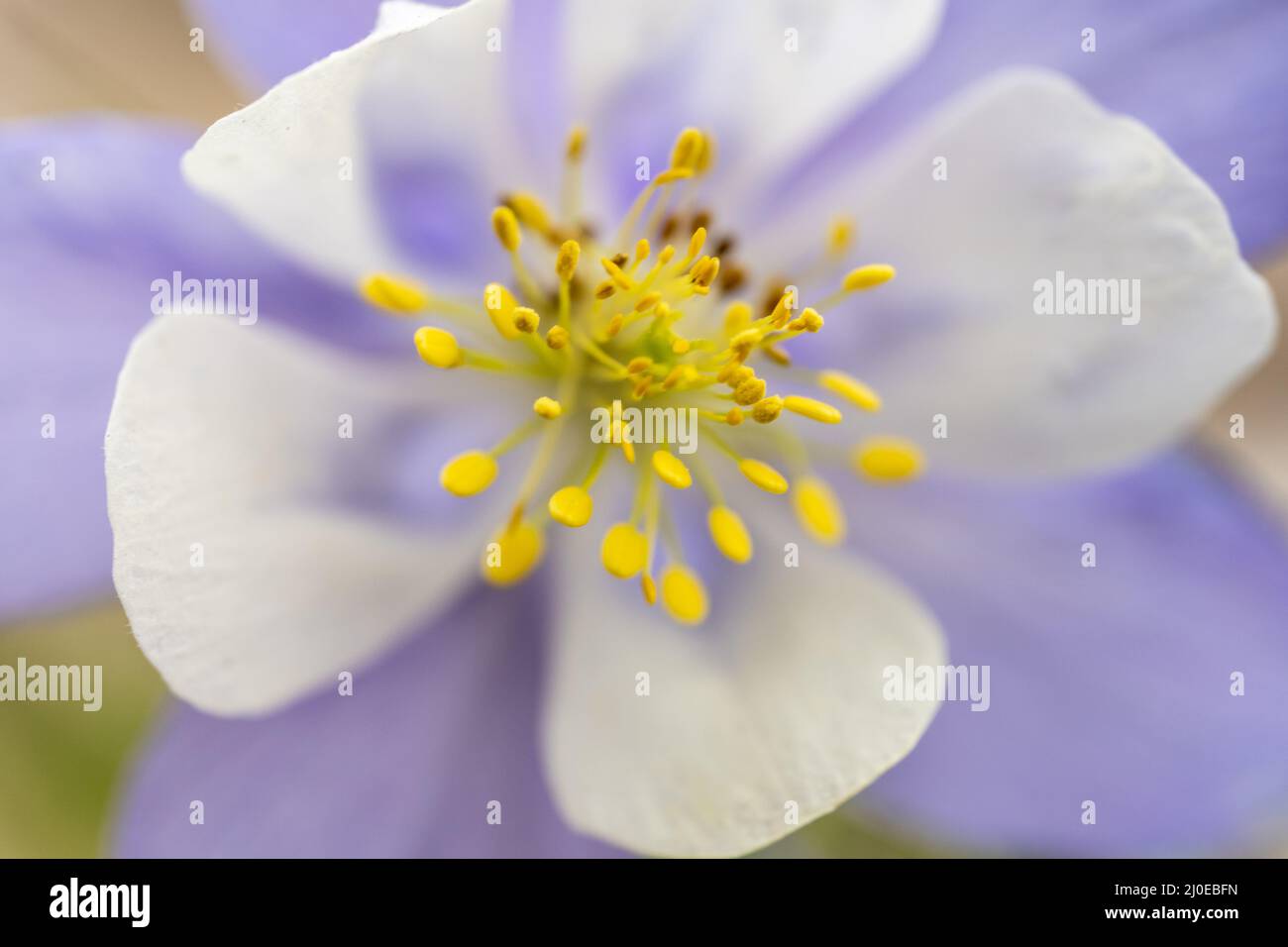 The Bright Yellow Stamen of Columbine in Rocky Mountain National Park ...