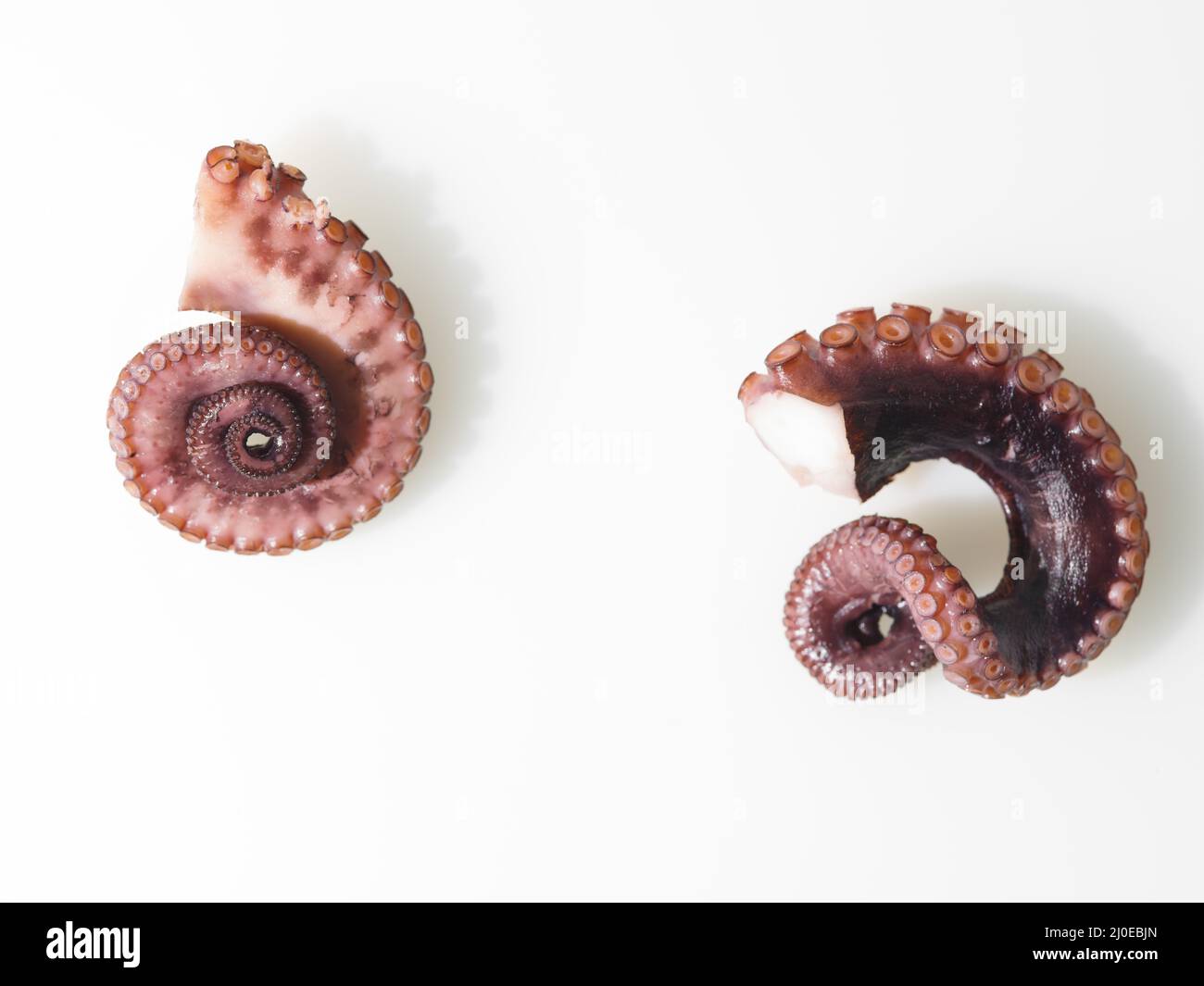 Parts of a marine octopus clam, two legs with tentacles and suckers ...