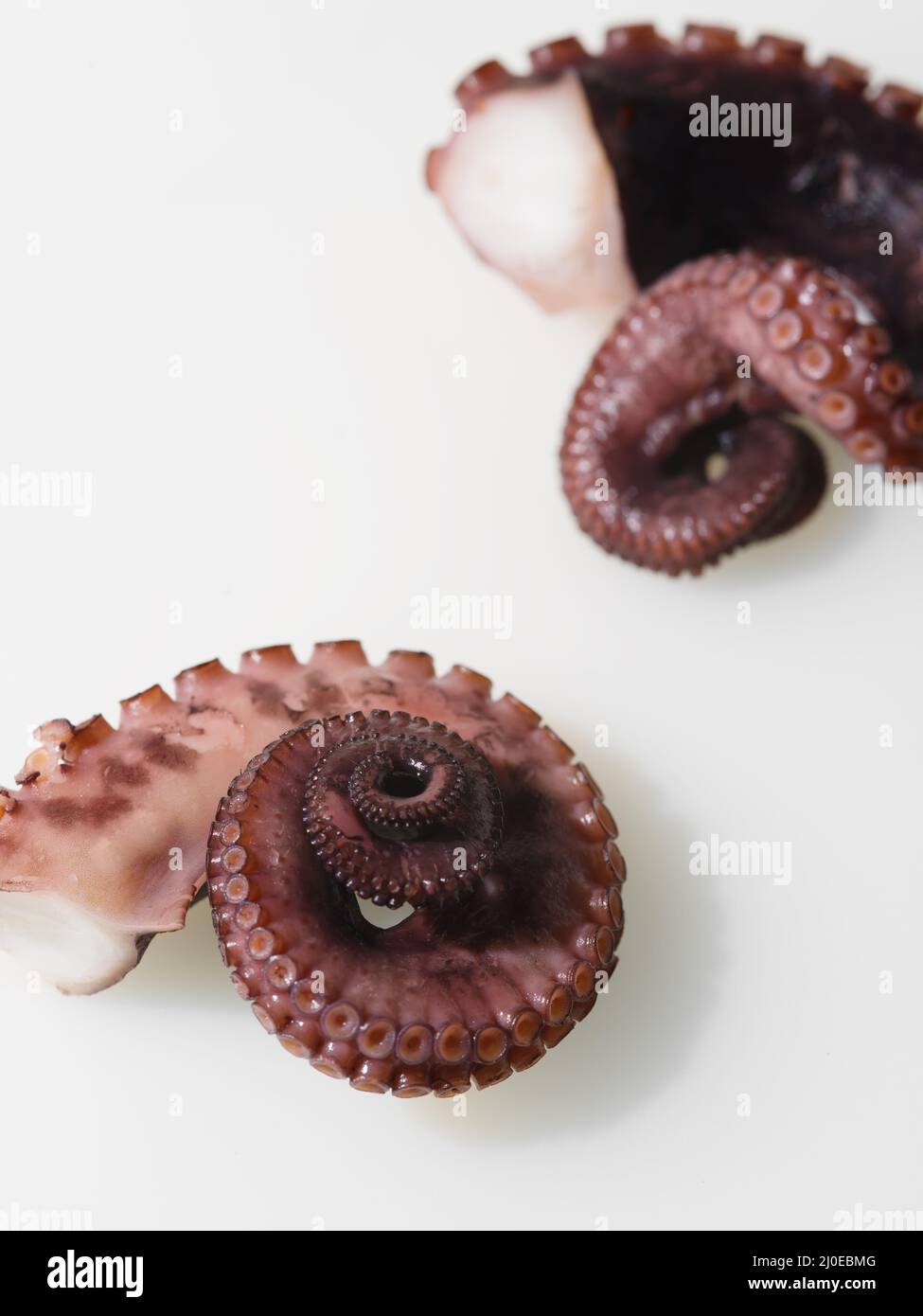 Two parts of a marine pink octopus clam, twisted in a spiral with ...