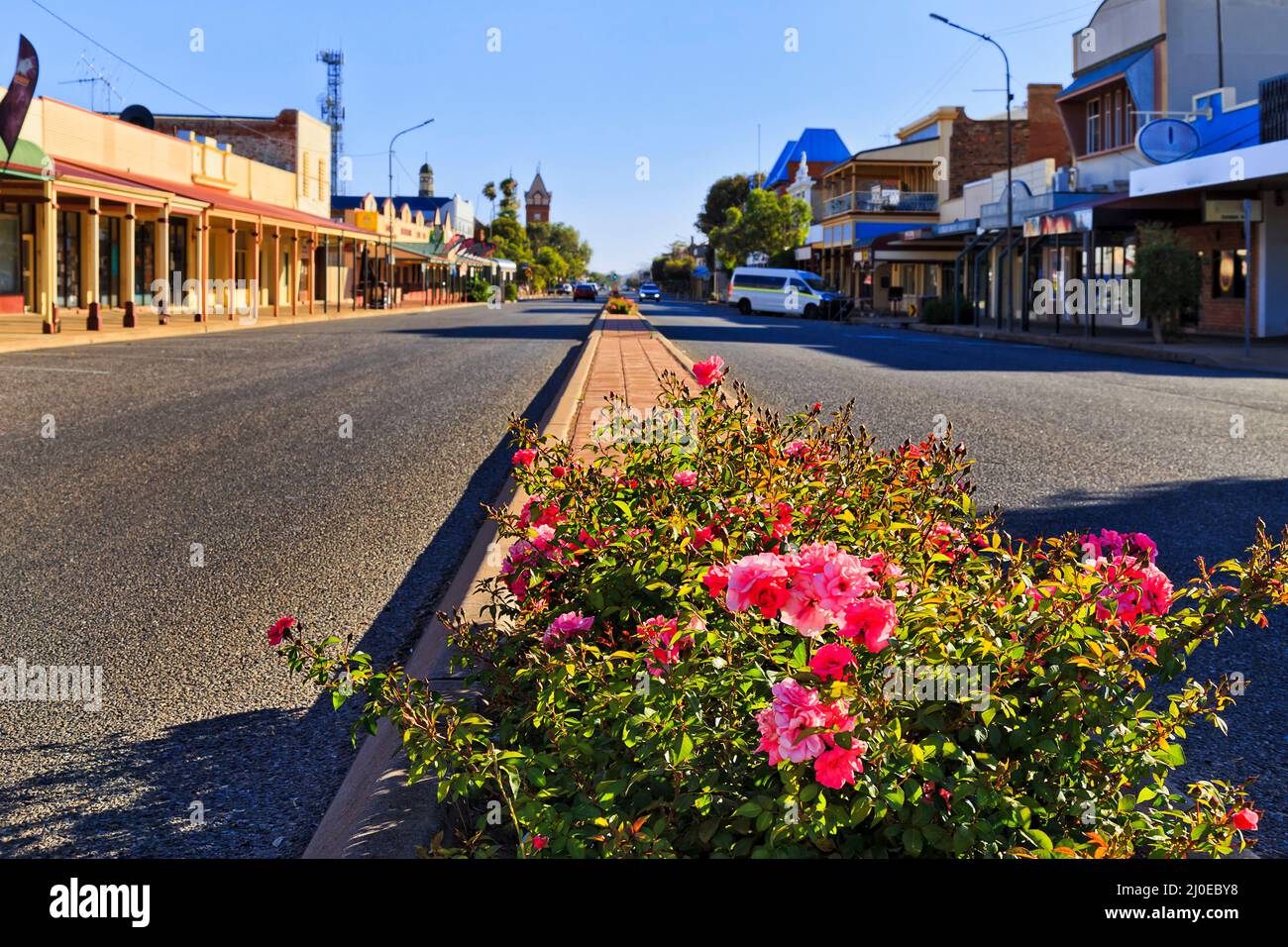 Empty divided Argent street with blossoming rose flowers in Broken Hill ...