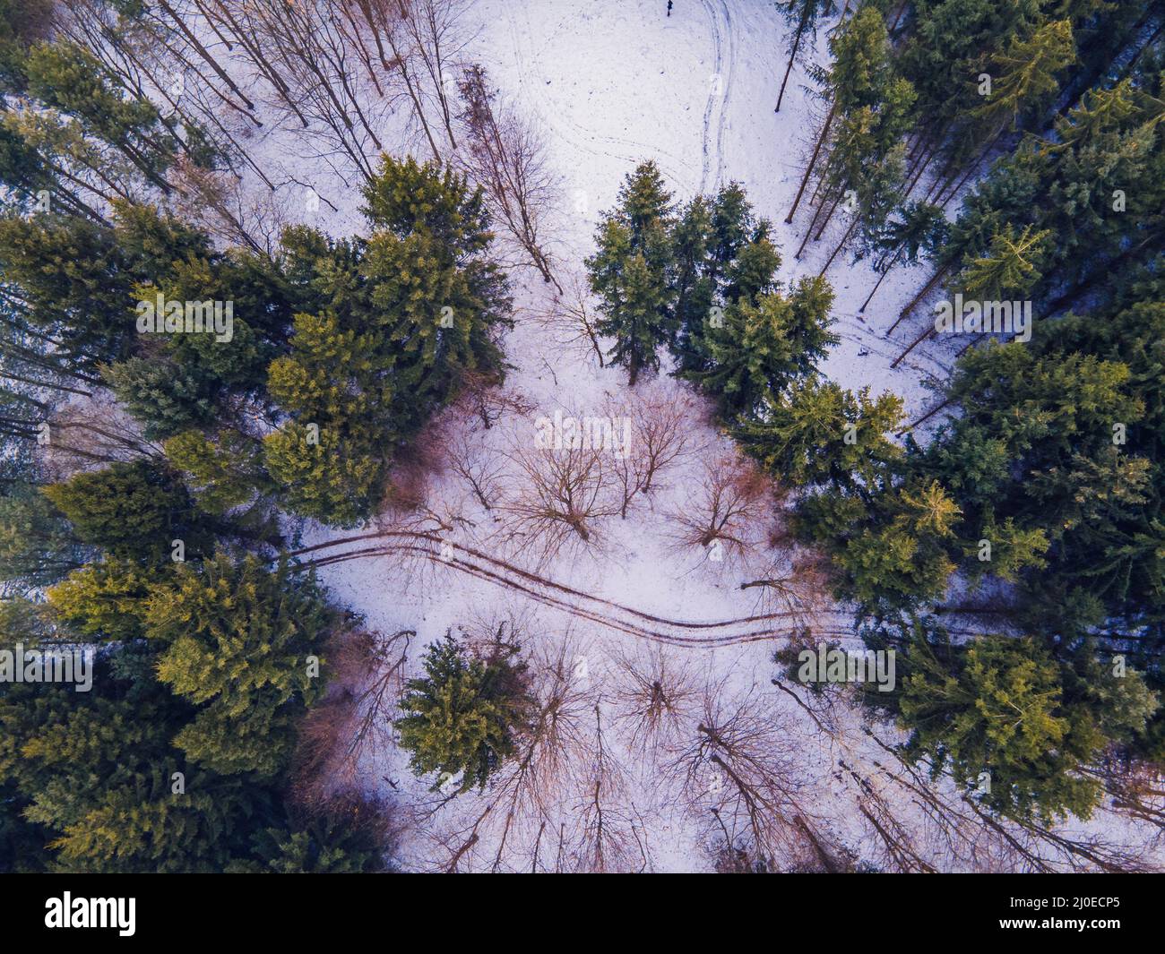 Aerial view of a snowy forest with green leaved trees and leafless ...