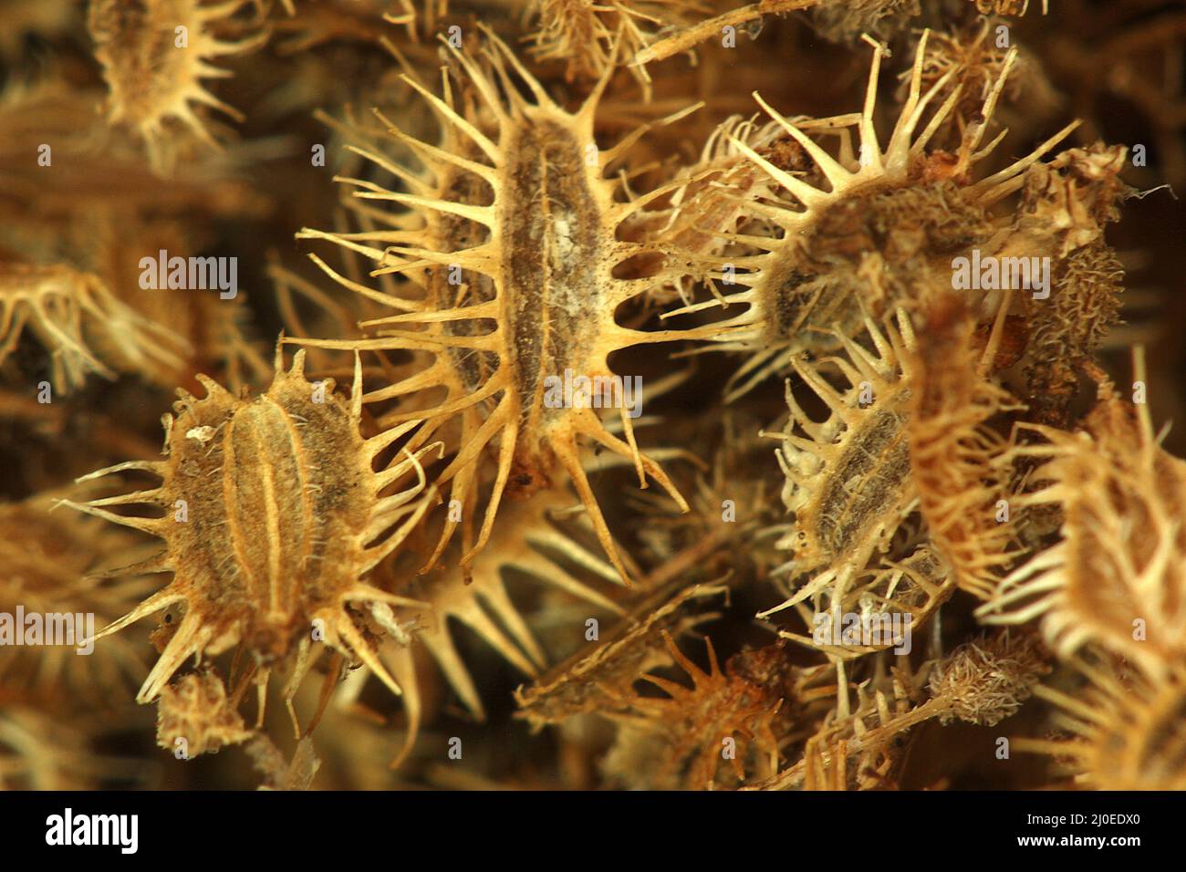 Carrot seeds (Daucus carota Stock Photo - Alamy