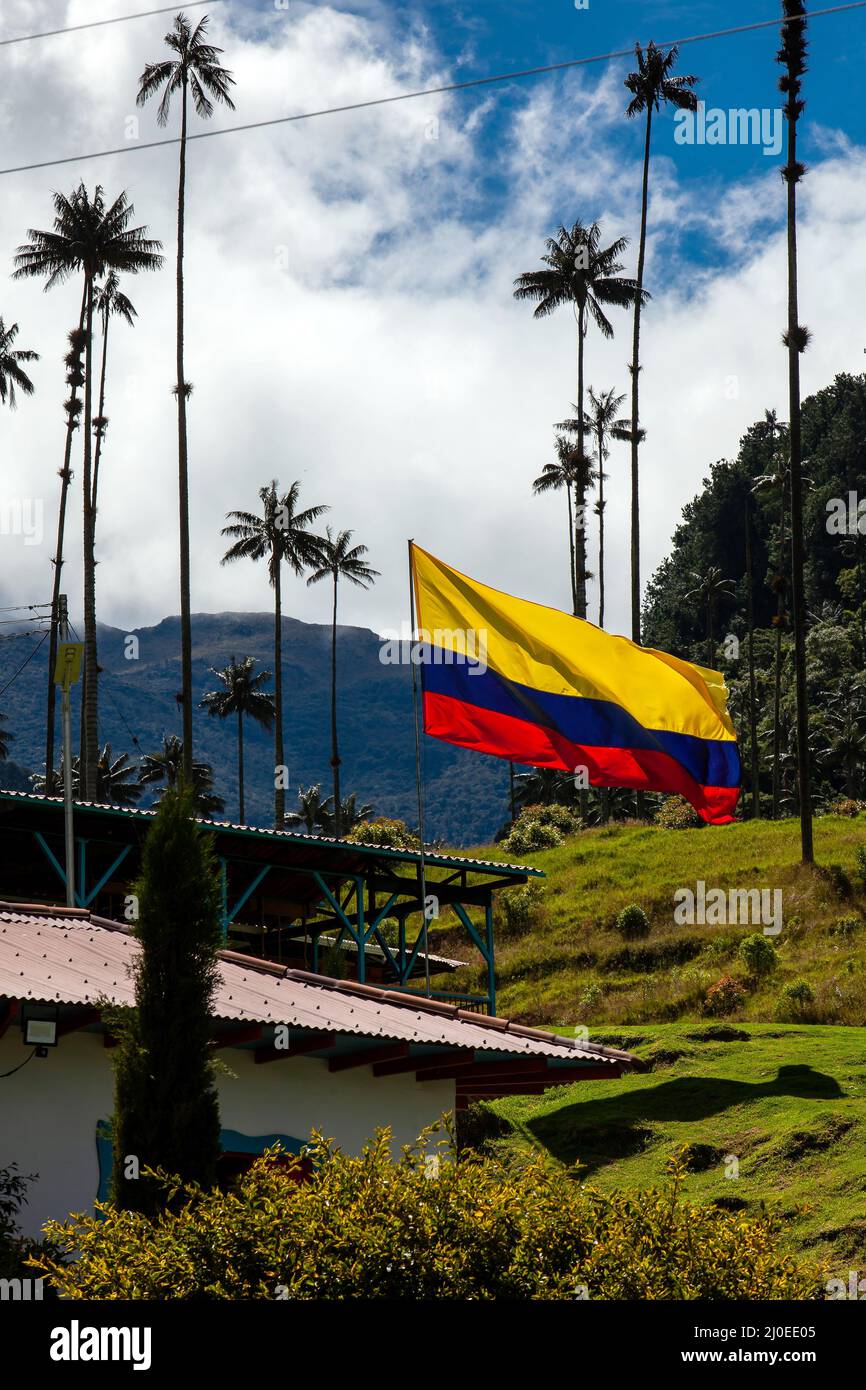 Colombian flag at the beautiful cloud forest and the Quindio Wax Palms ...