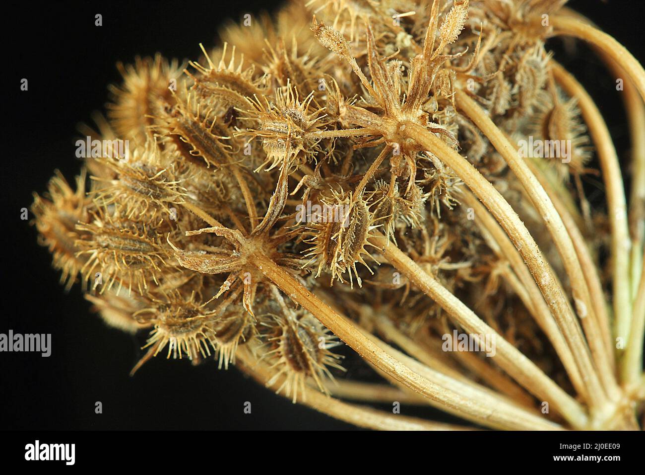Carrot seeds (Daucus carota Stock Photo - Alamy
