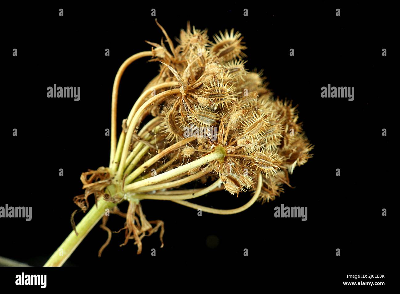 Carrot seeds (Daucus carota Stock Photo - Alamy