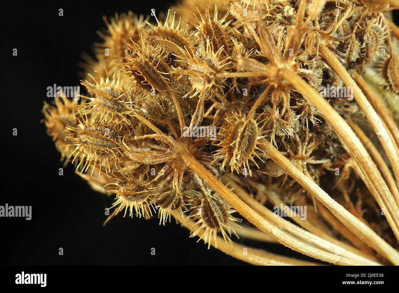 Carrot seeds (Daucus carota Stock Photo - Alamy