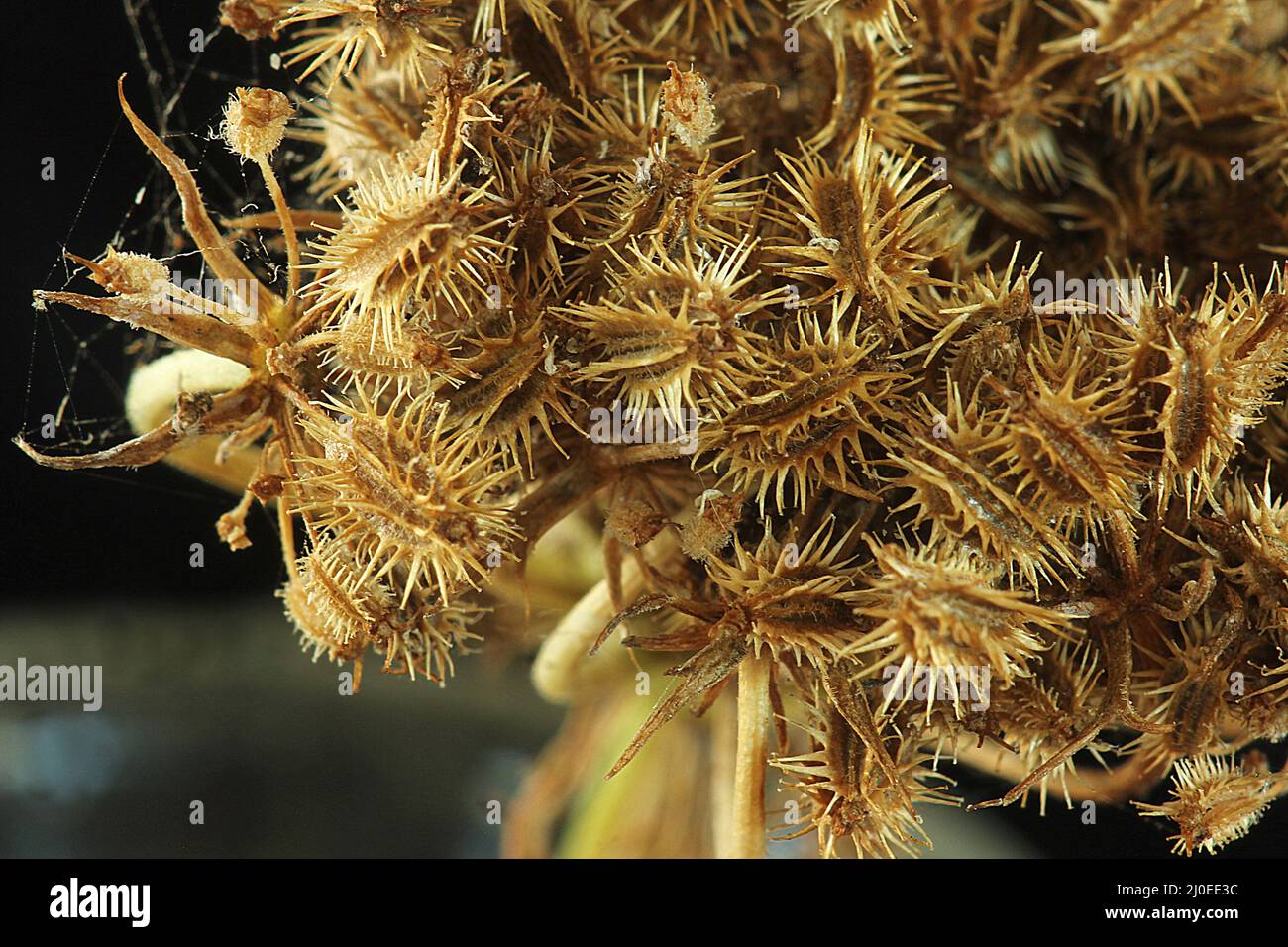 Carrot seeds (Daucus carota Stock Photo - Alamy