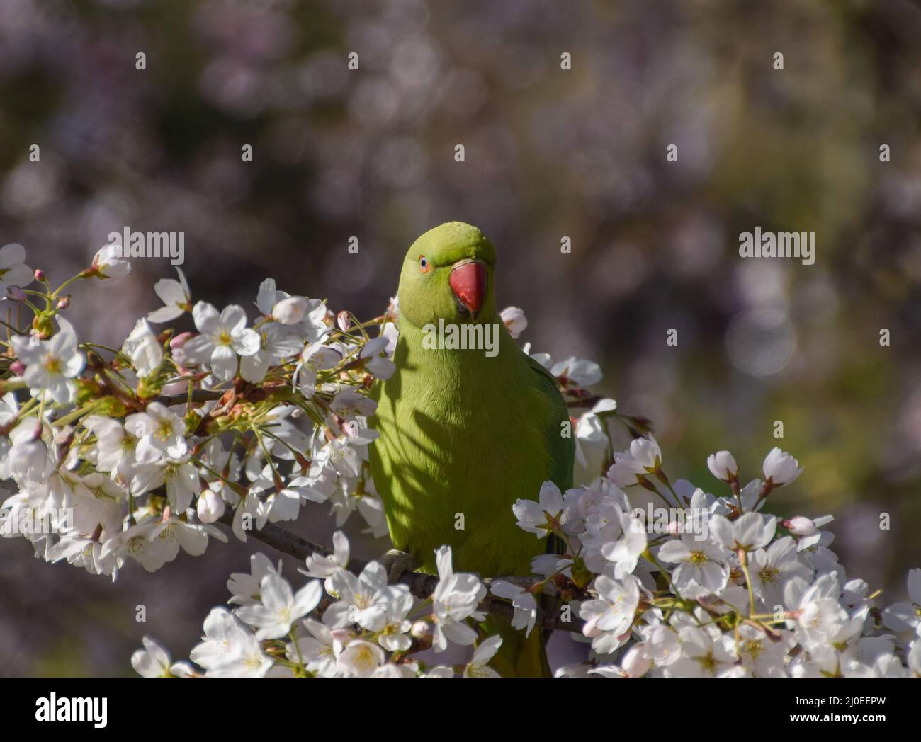 London, England, UK. 18th Mar, 2022. A ring-necked parakeet munches on ...