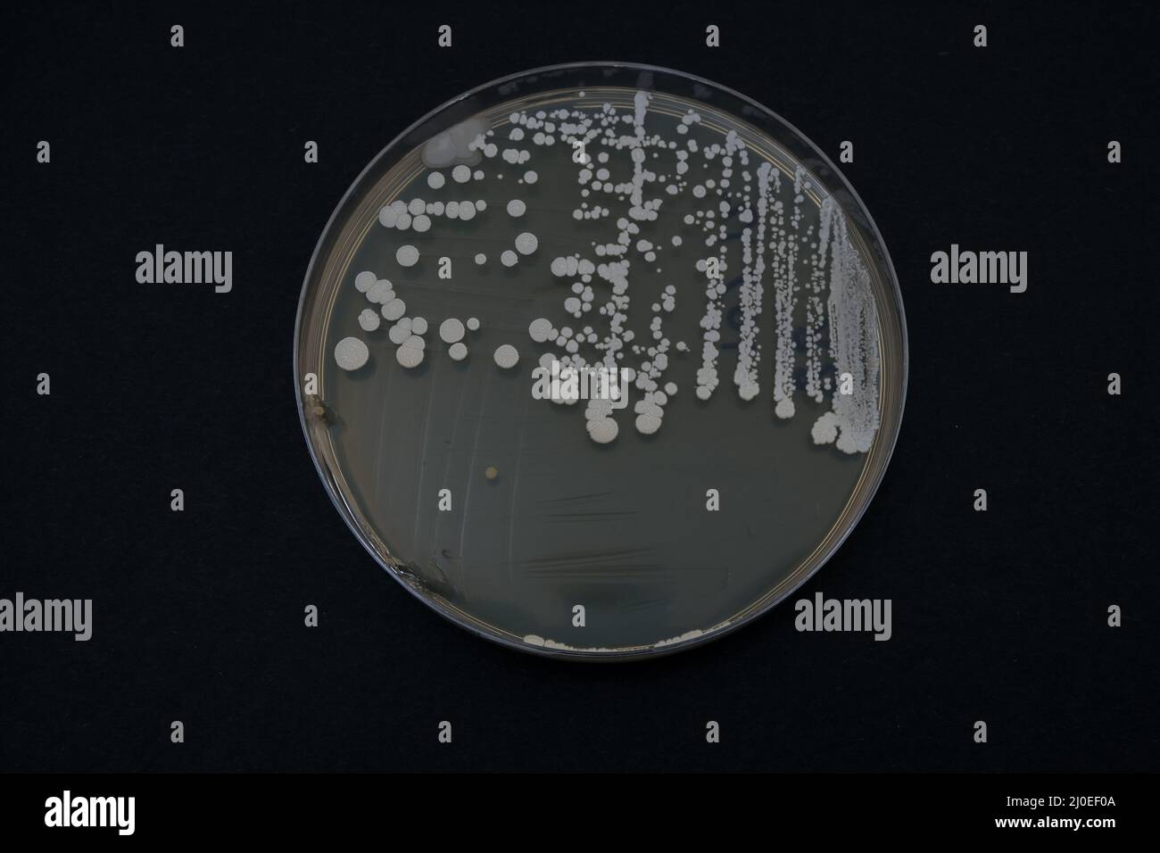 Coliform microorganisms hi-res stock photography and images - Alamy