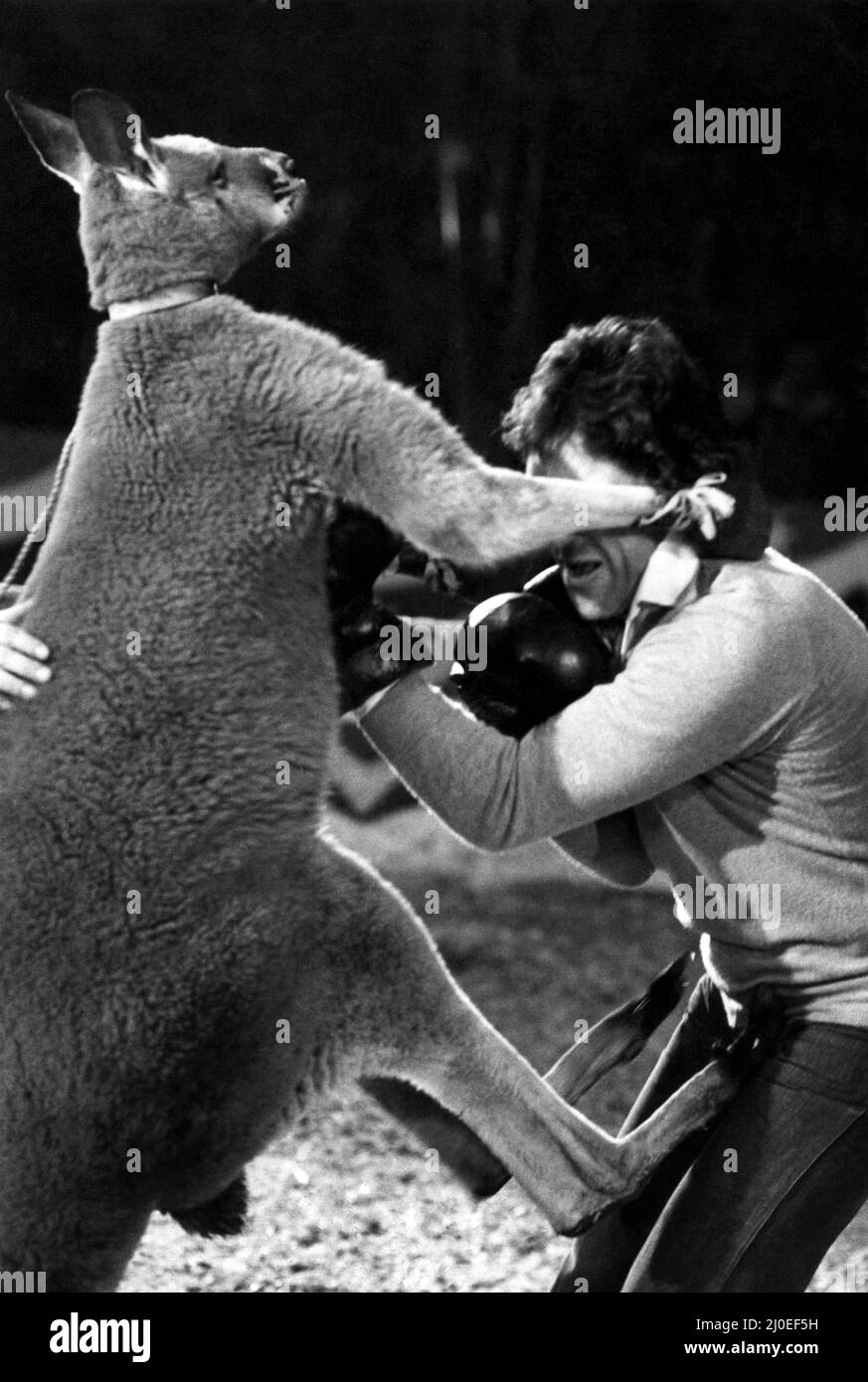 The kangaroo kick that became a sore point with Sacha Distel. April ...