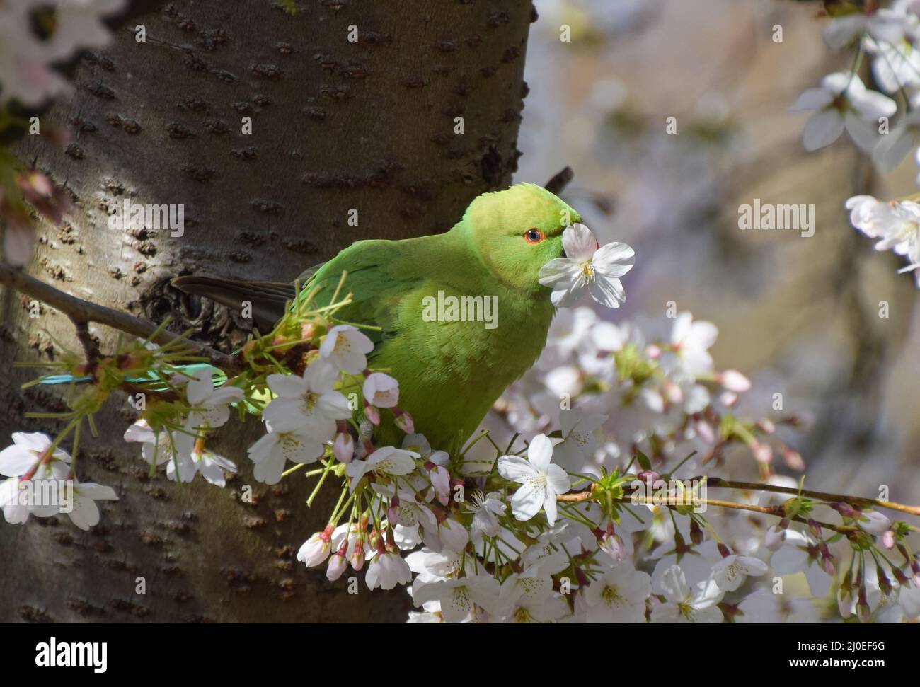London, England, UK. 18th Mar, 2022. A ring-necked parakeet munches on ...