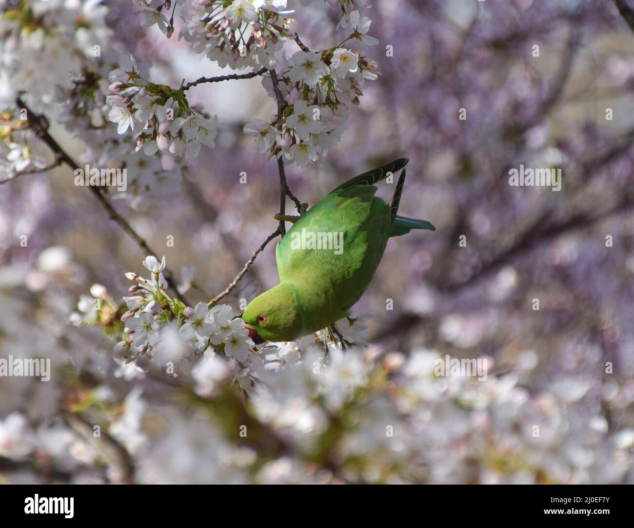 London, England, UK. 18th Mar, 2022. A ring-necked parakeet munches on ...