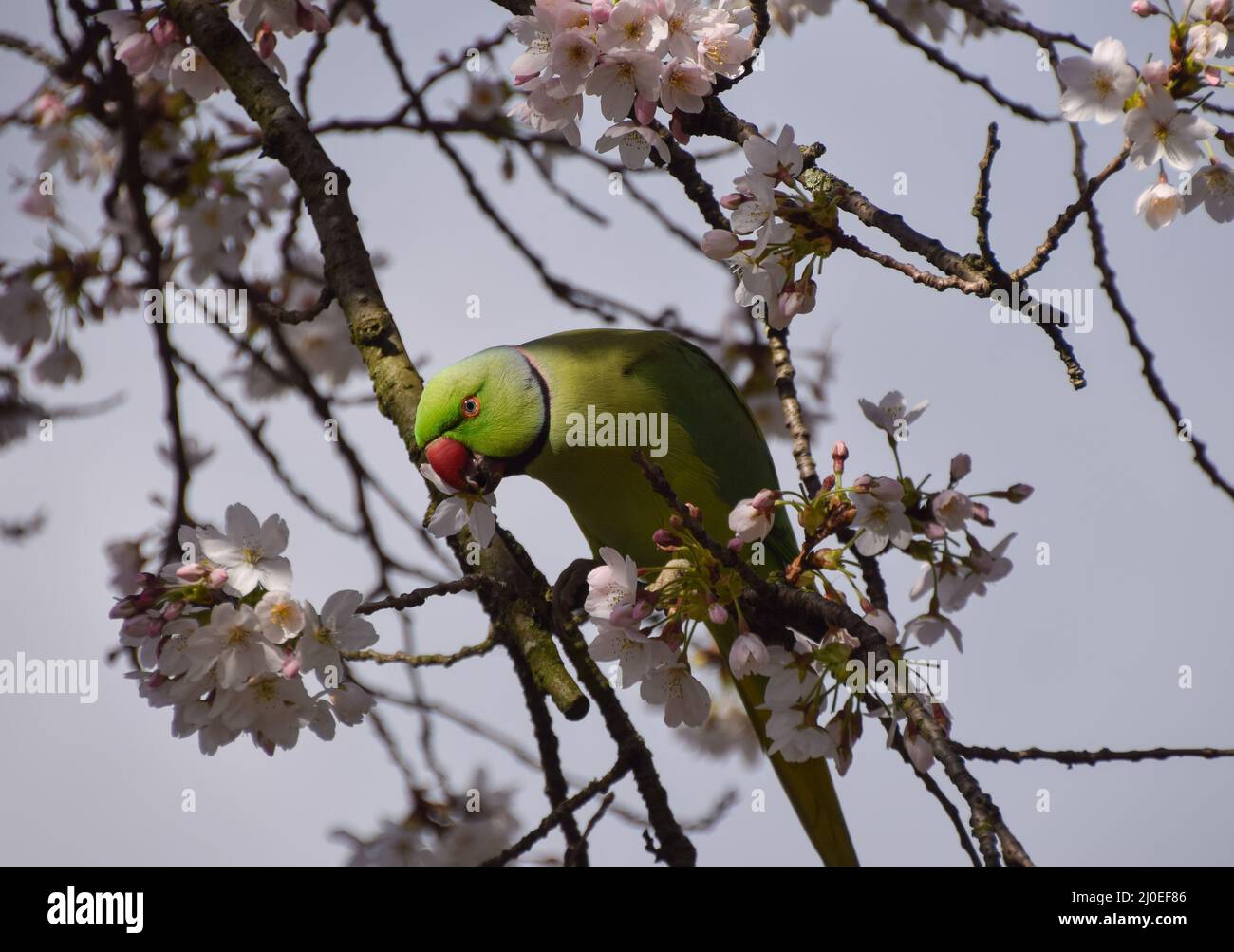 London, England, UK. 18th Mar, 2022. A ring-necked parakeet munches on ...