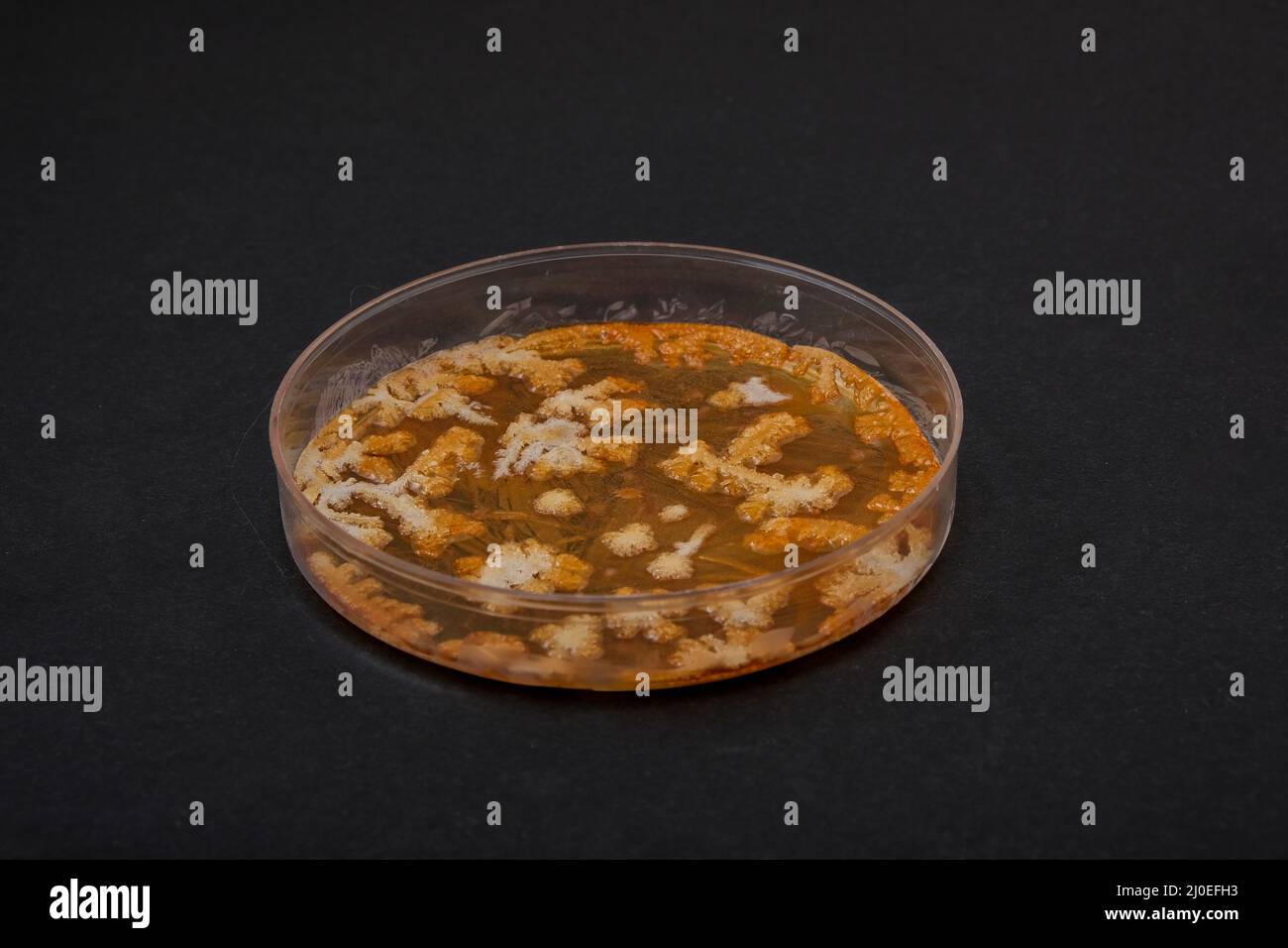 closeup photo of dry agar media in a plate Stock Photo - Alamy