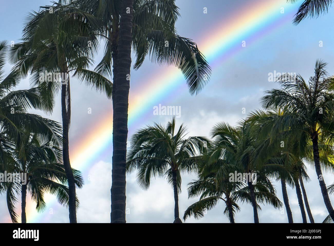 Beautiful rainbow over the palm trees in a tropical coast in summer ...