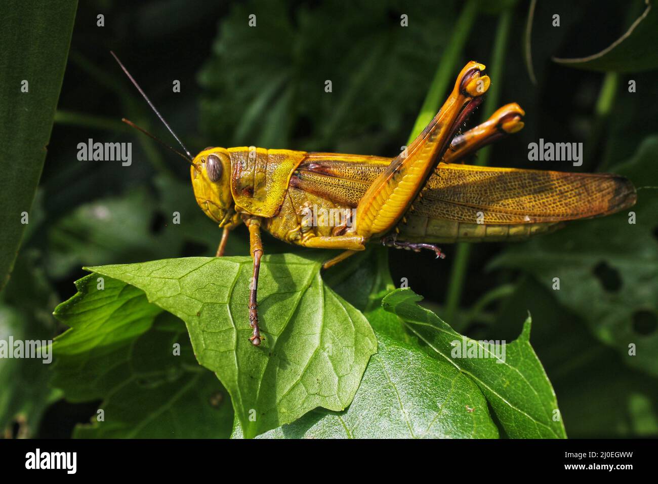 Yellow grasshopper hi-res stock photography and images - Alamy