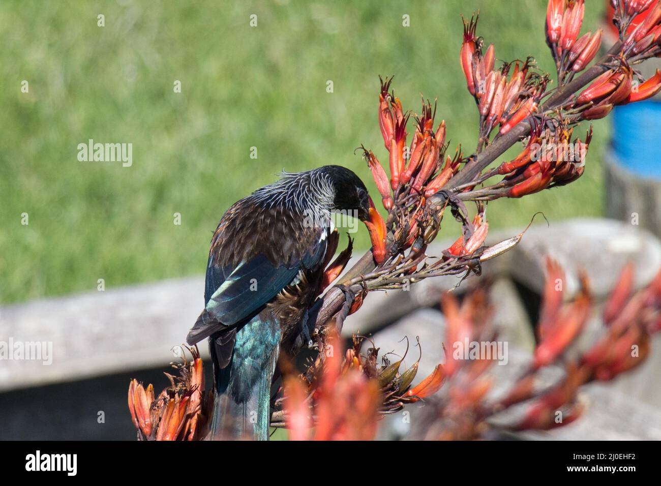 The view of tui bird on a flax flower stalk with green grass on ...