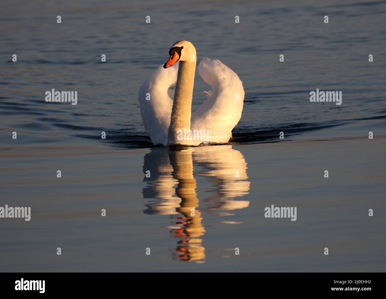 Bird swan birds duck hi-res stock photography and images - Alamy