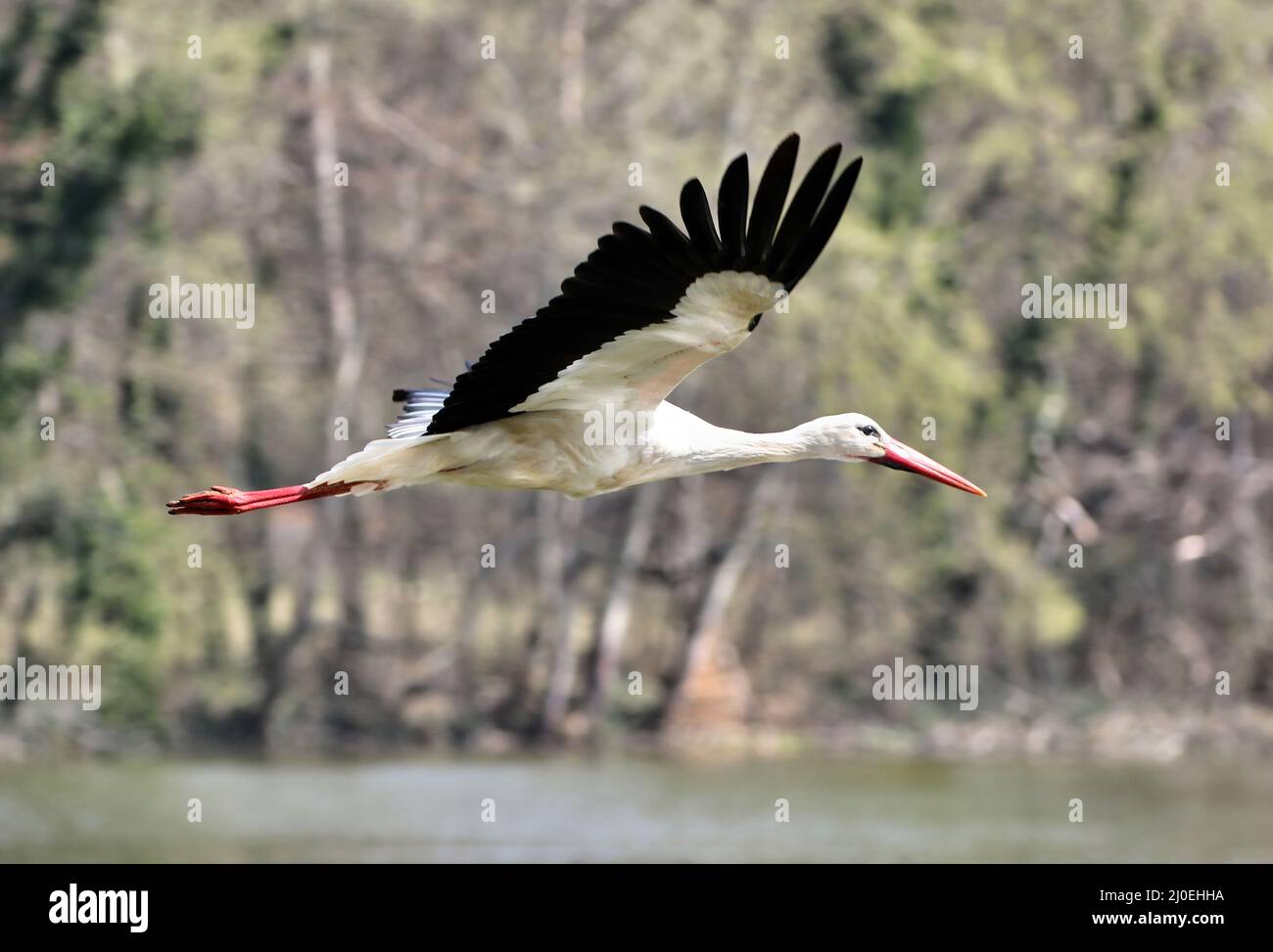 Gnathostomata terrestrial vertebrates hi-res stock photography and ...