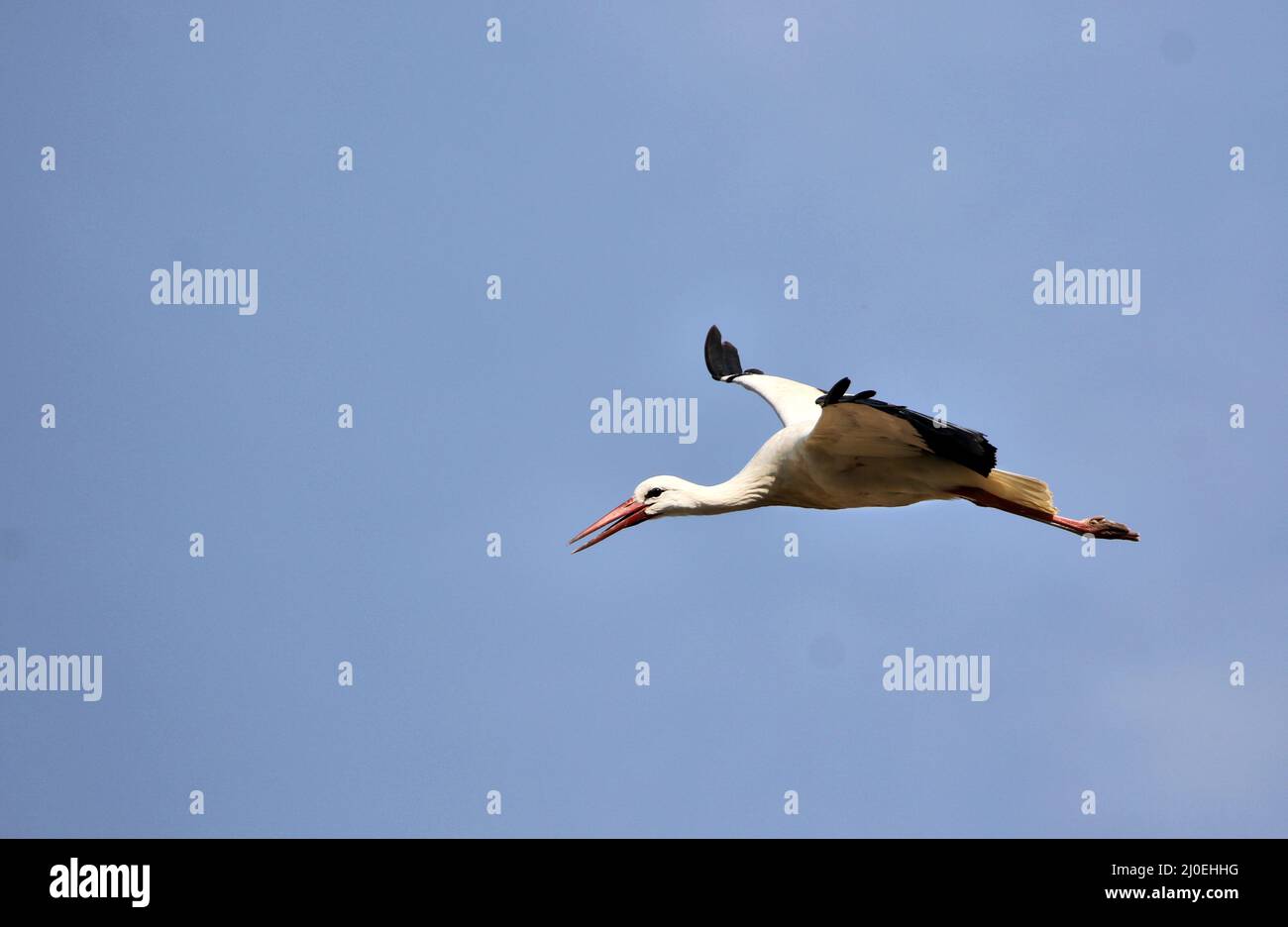 Gnathostomata terrestrial vertebrates hi-res stock photography and ...