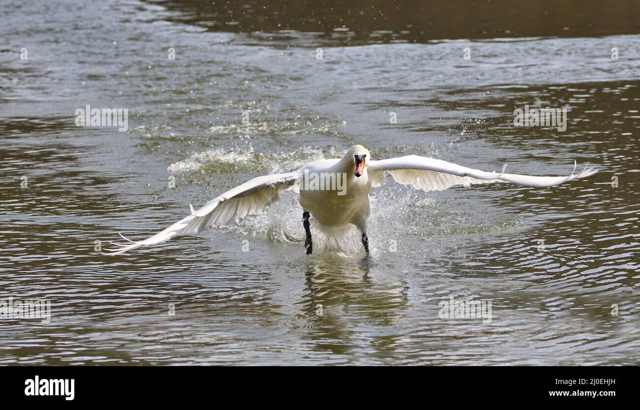 Swan diving hi-res stock photography and images - Alamy