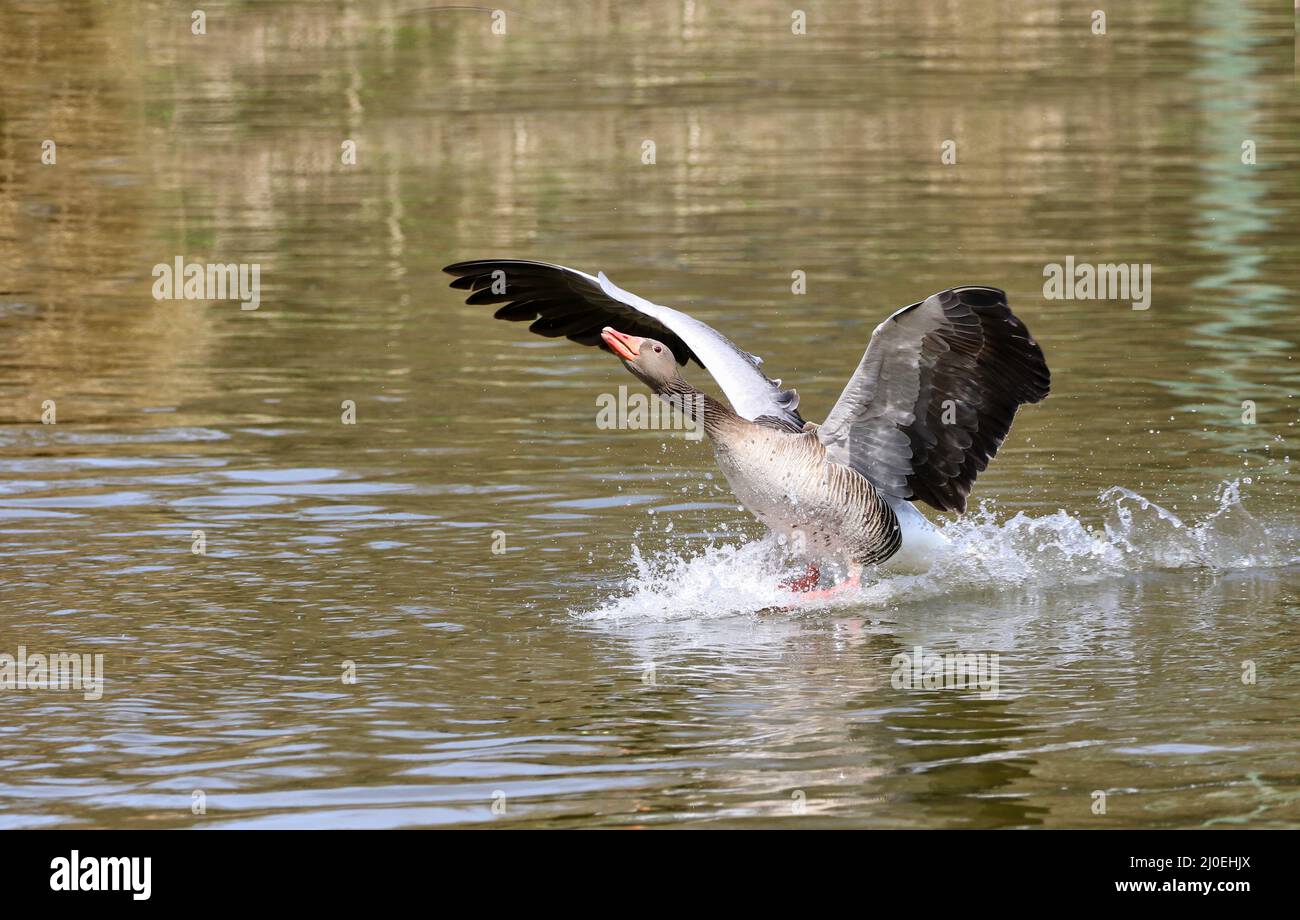 Duck bobbing hi-res stock photography and images - Alamy