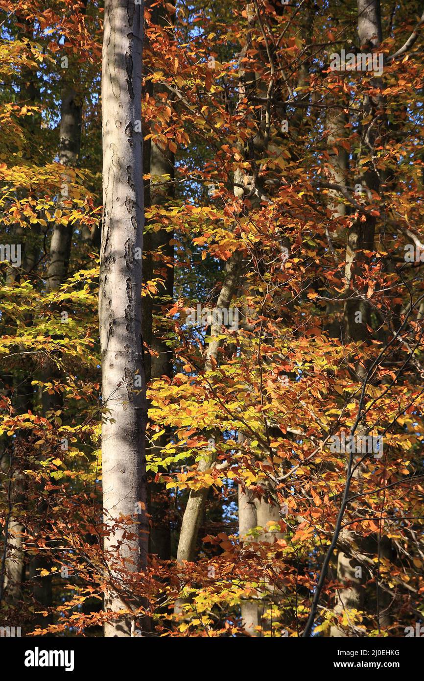 Autumn forest detail Stock Photo - Alamy