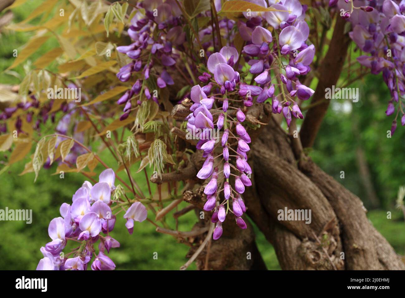 Wisteria tree hi-res stock photography and images - Alamy