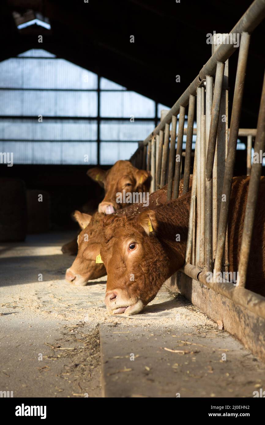 Cows and red barn hi-res stock photography and images - Alamy