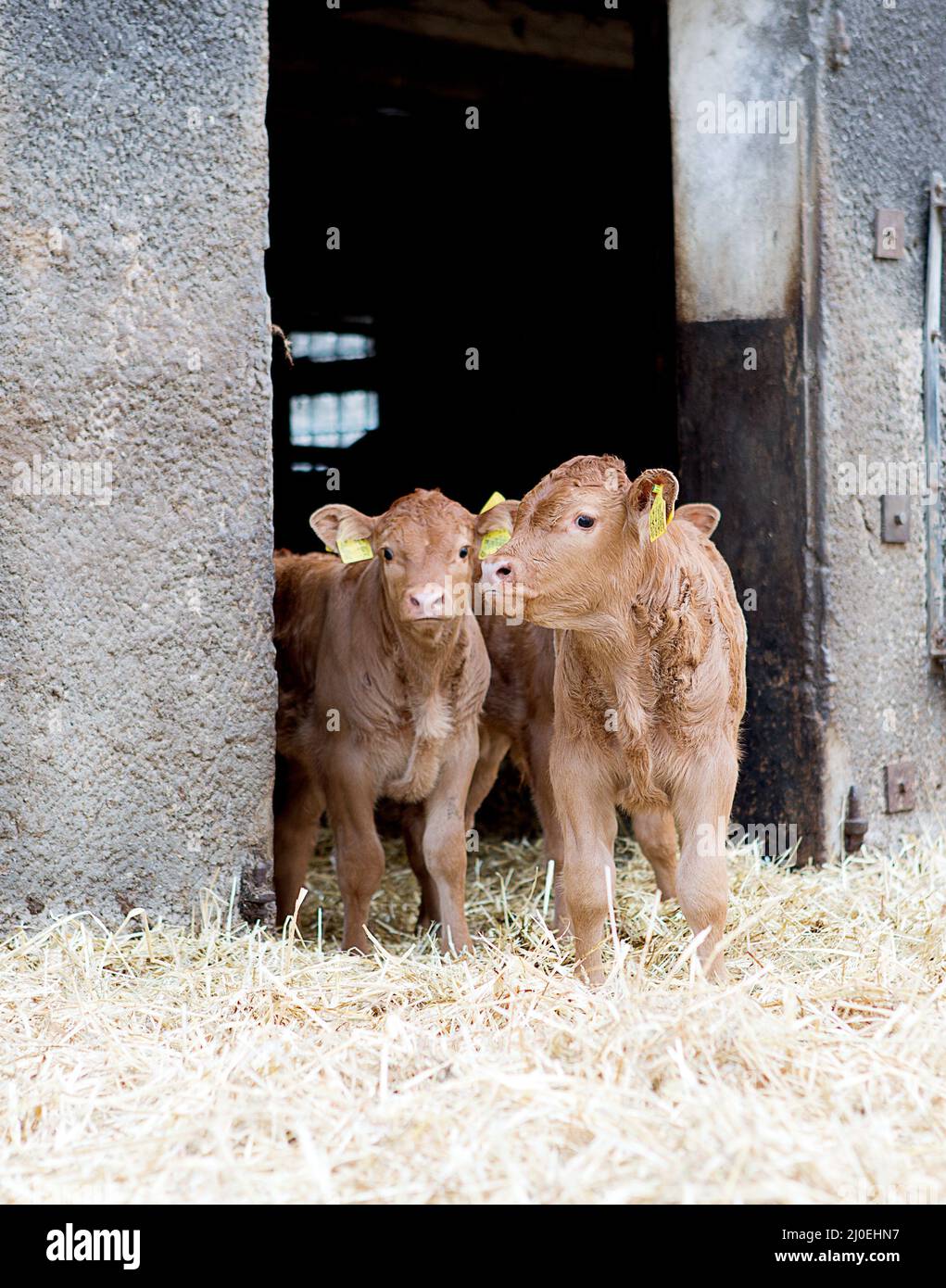 Calf hutch hi-res stock photography and images - Alamy