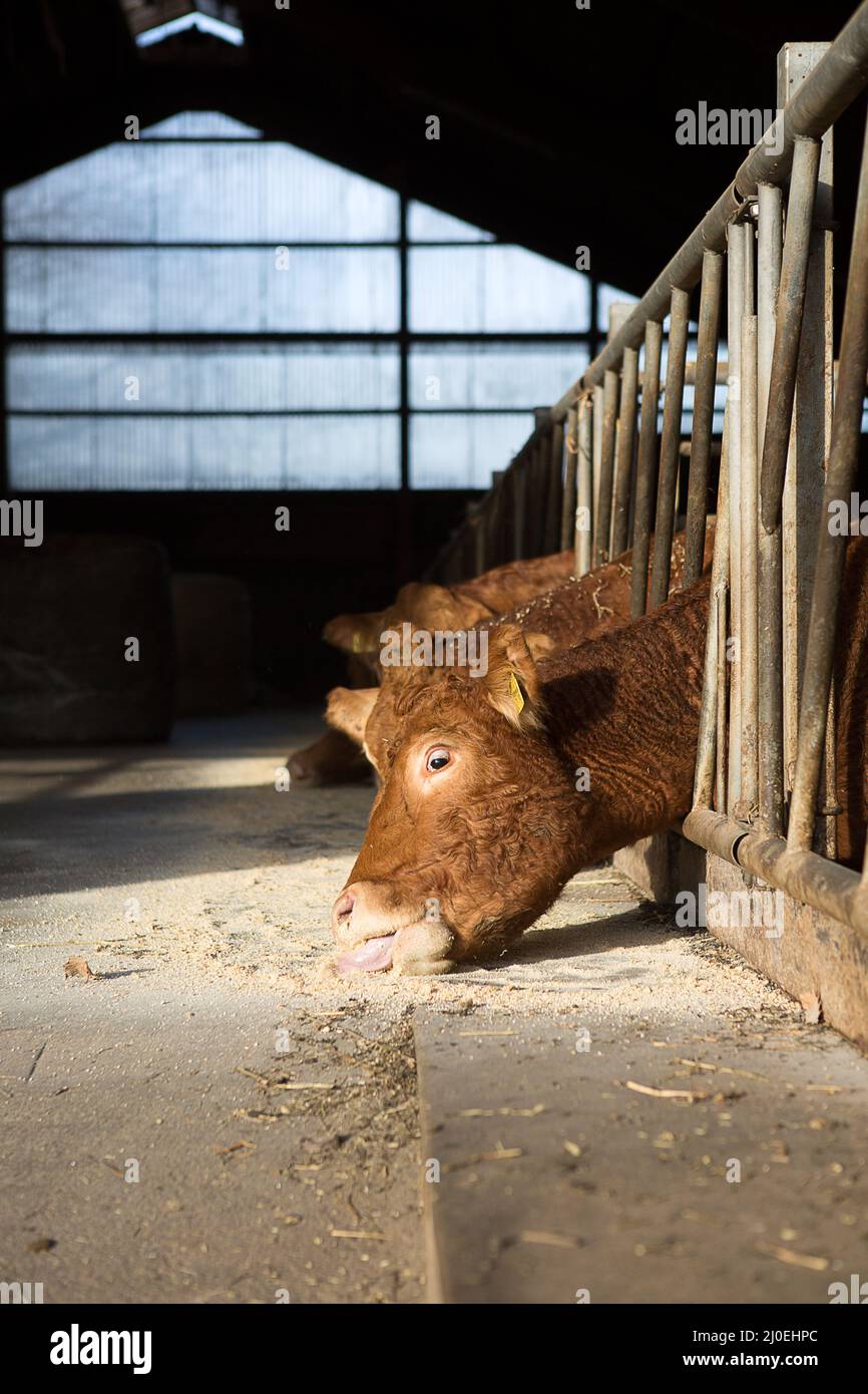 Redbrown cow hi-res stock photography and images - Alamy