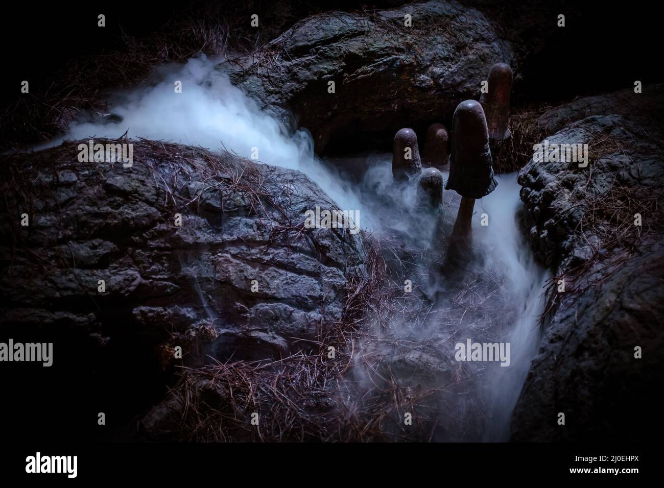 Haunted Halloween Forest With Mushrooms And Fog Stock Photo - Alamy