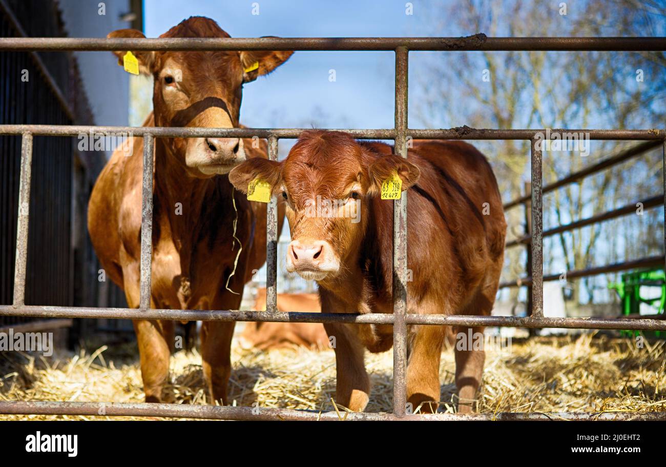Stray cows hi-res stock photography and images - Alamy
