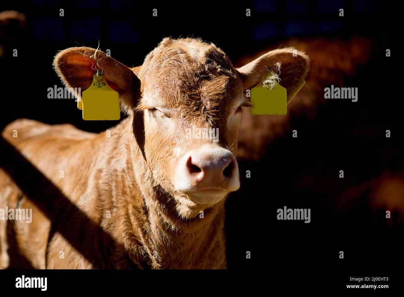 Calf shadow hi-res stock photography and images - Alamy