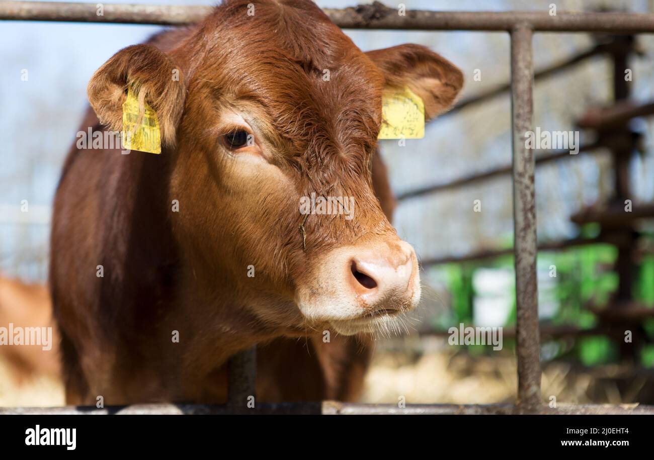 Calf shadow hi-res stock photography and images - Alamy