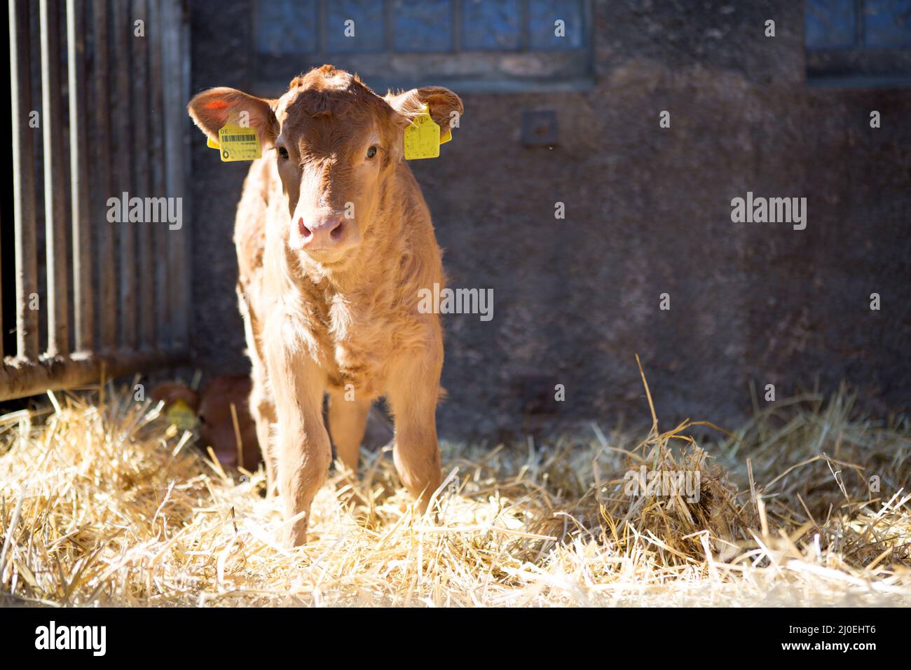 Calf calfs hi-res stock photography and images - Alamy