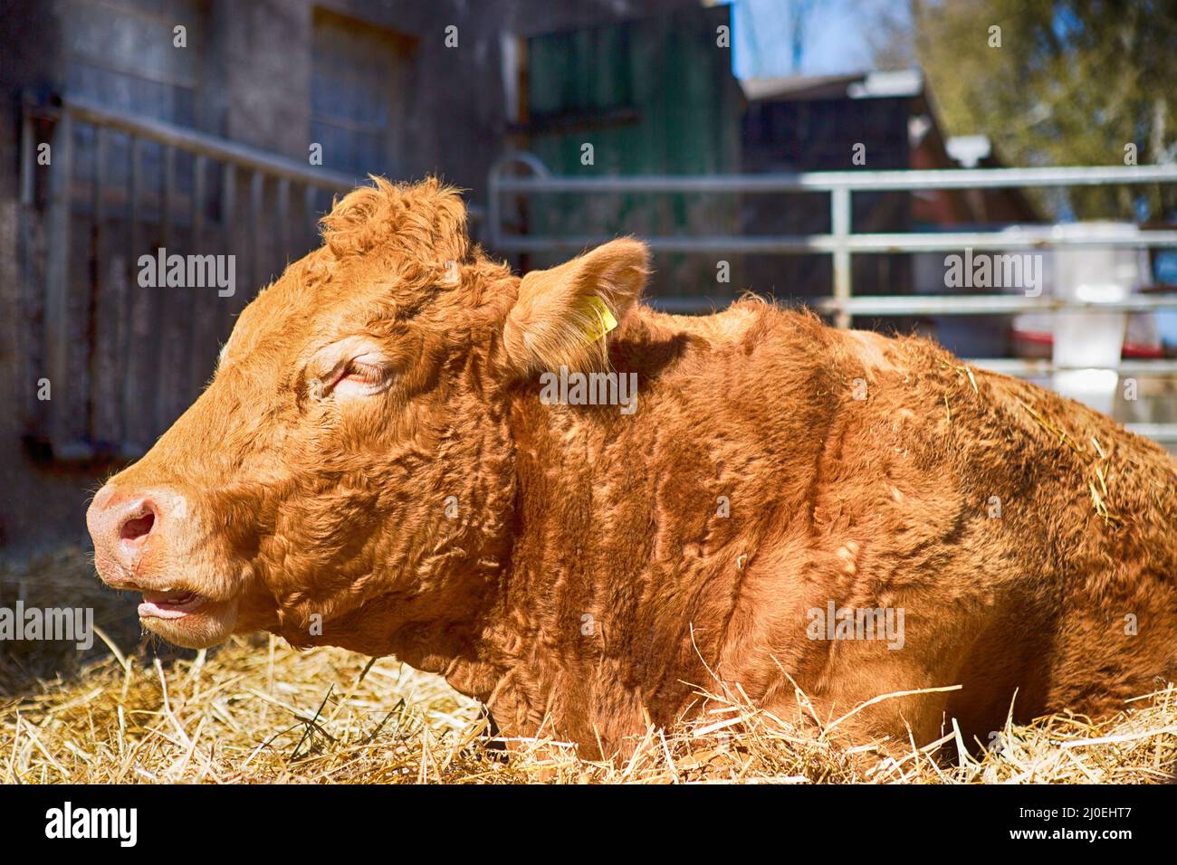 Red brown cow hi-res stock photography and images - Alamy