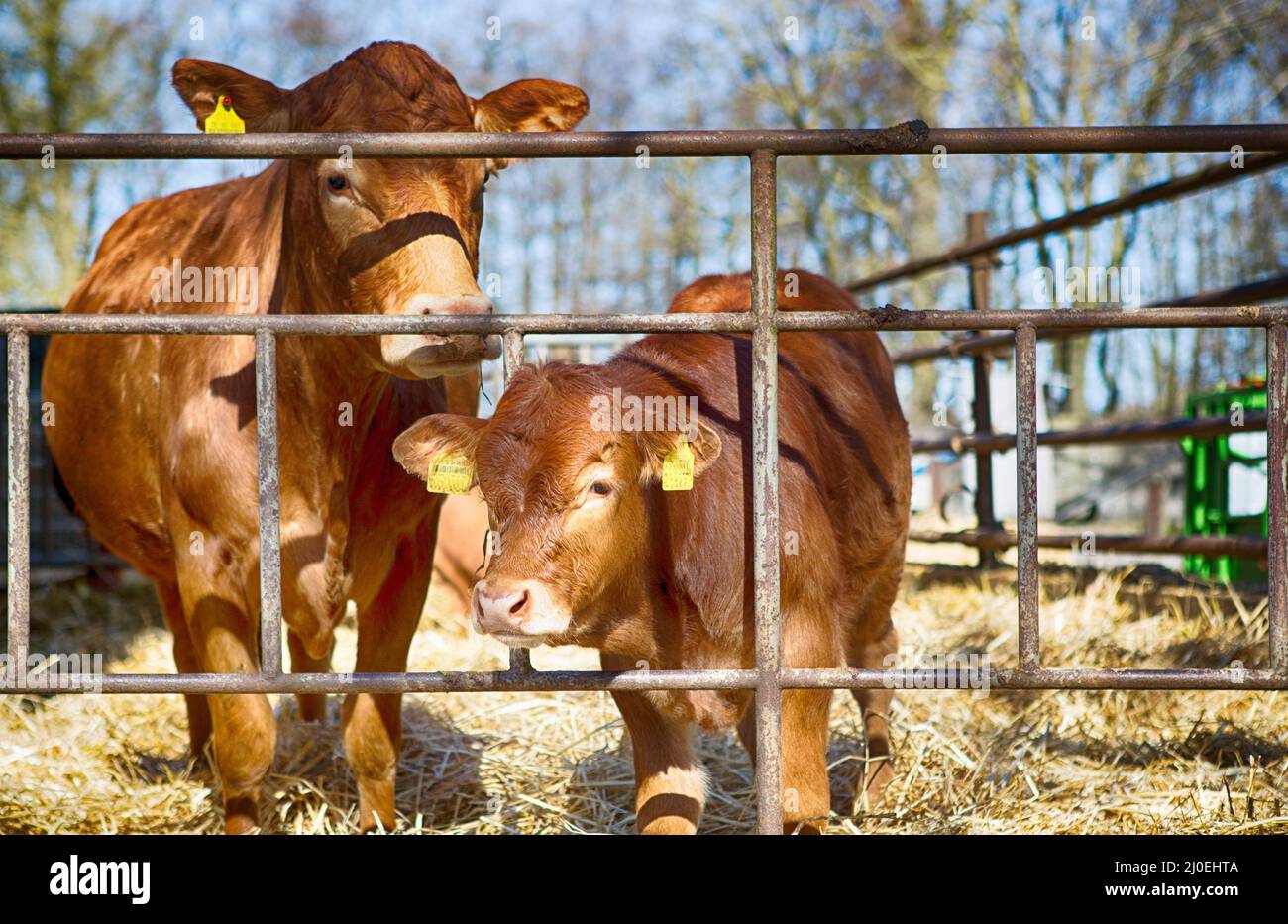Cow hutch hi-res stock photography and images - Alamy