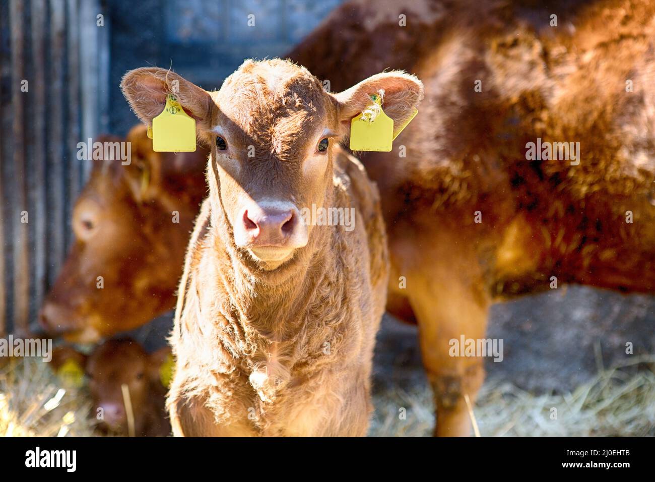 Calf shadow hi-res stock photography and images - Alamy