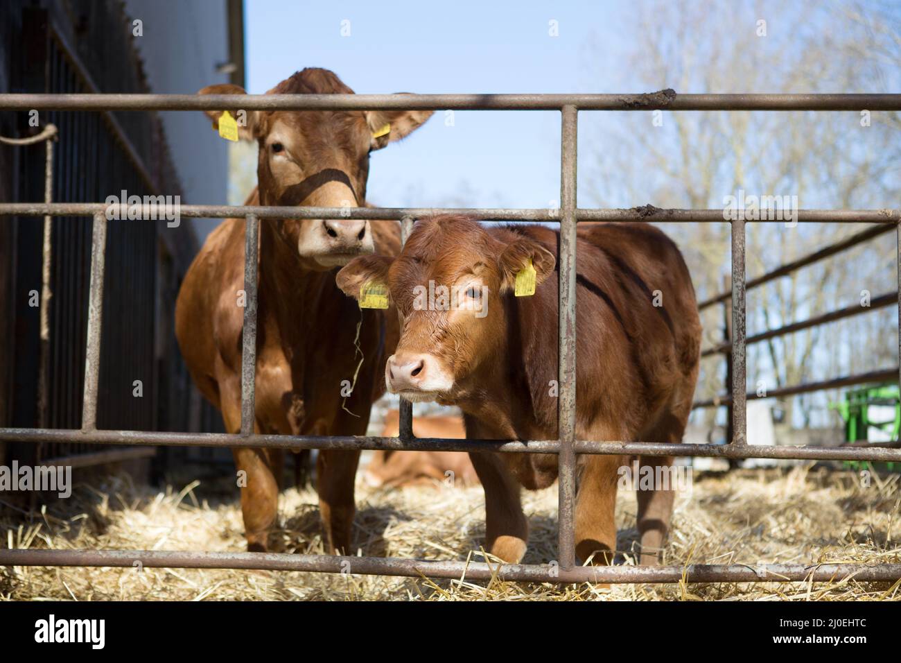 Stray cows hi-res stock photography and images - Alamy